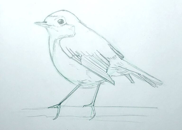 How to get started with sketching birds | Julia Bausenhardt