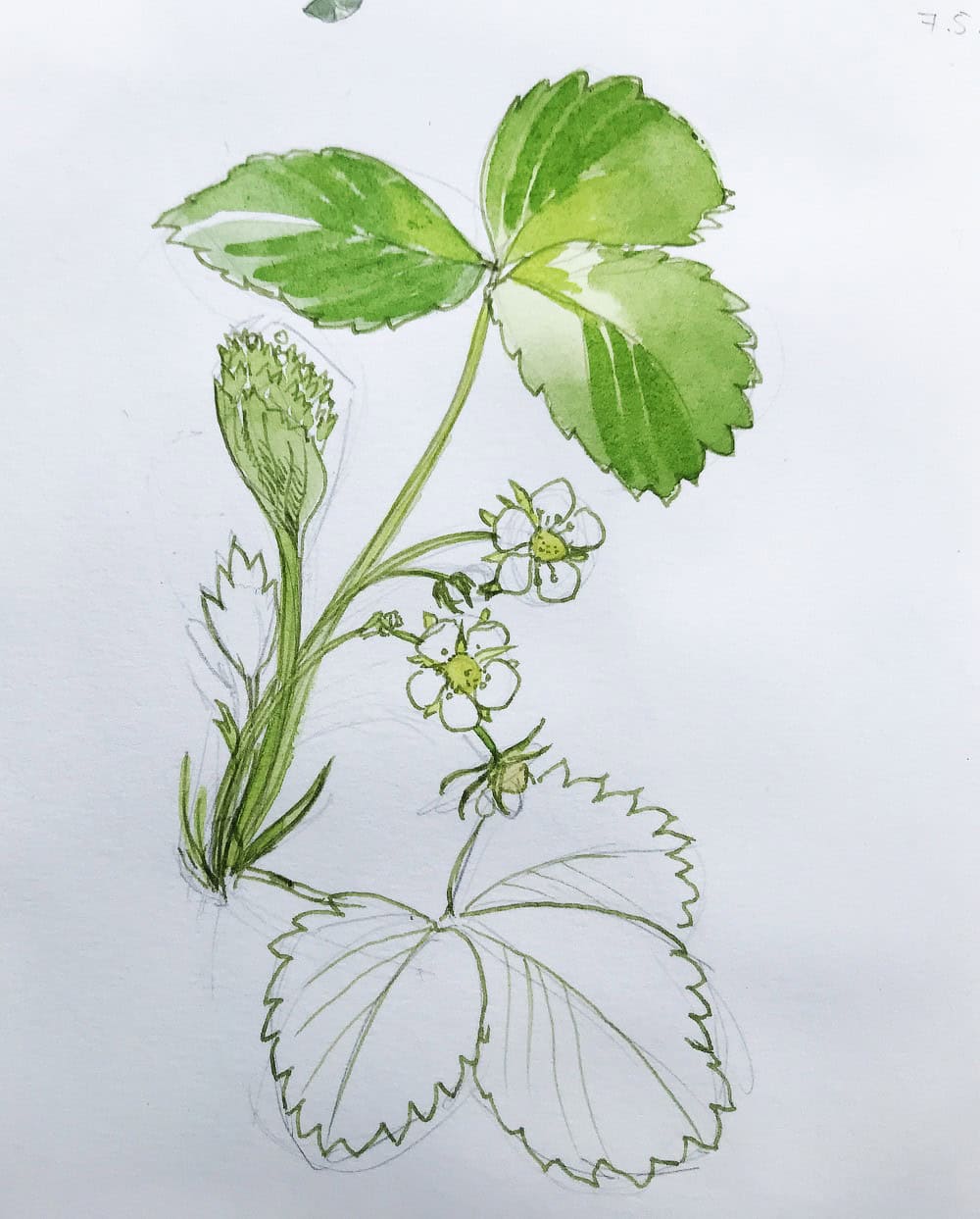 How to draw plants - quick botanical sketching | Julia Bausenhardt